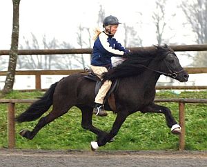 Gangarten :: Islandpferde